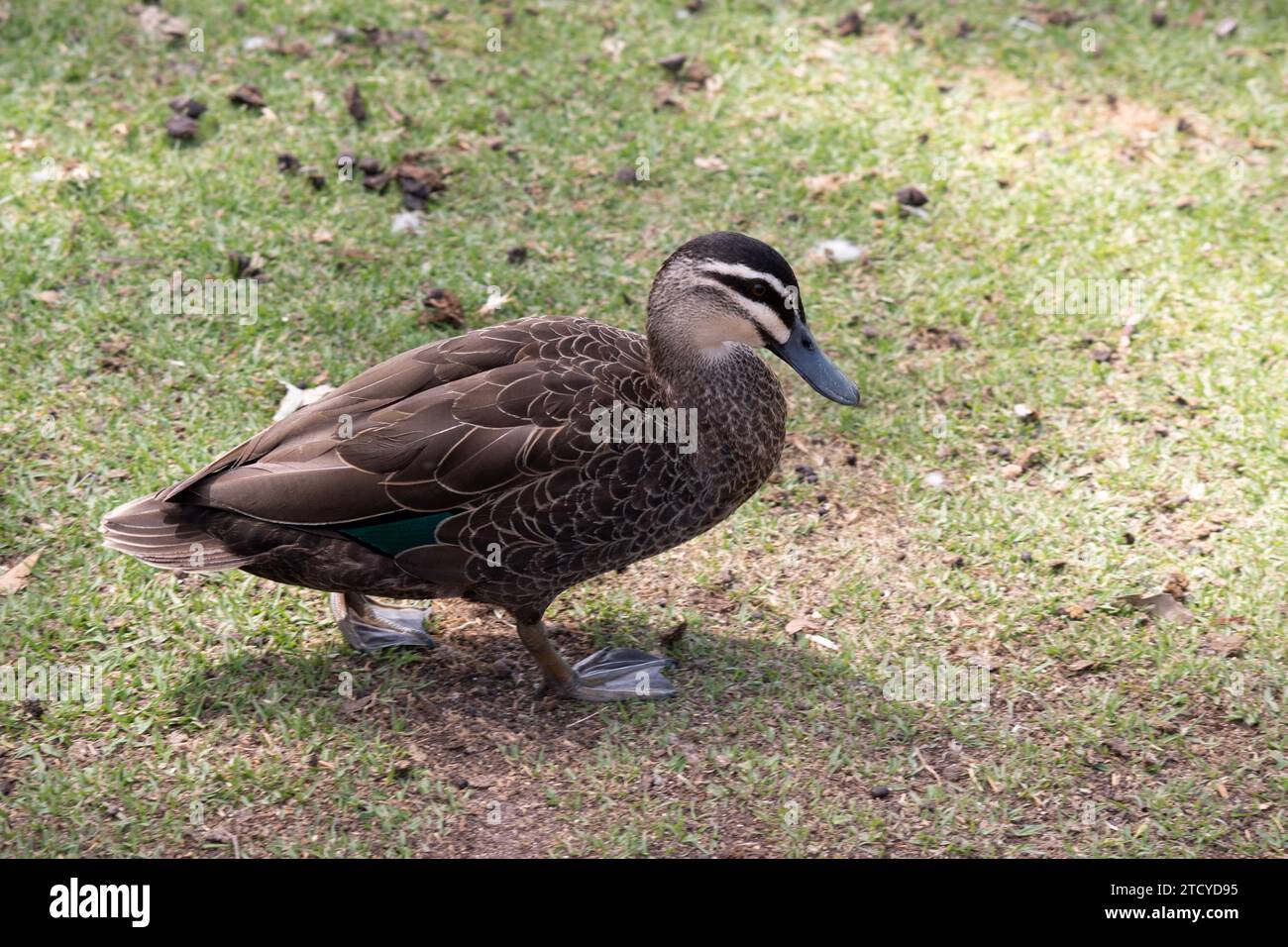 the pacific black duck has a dark body and a paler head with a dark ...
