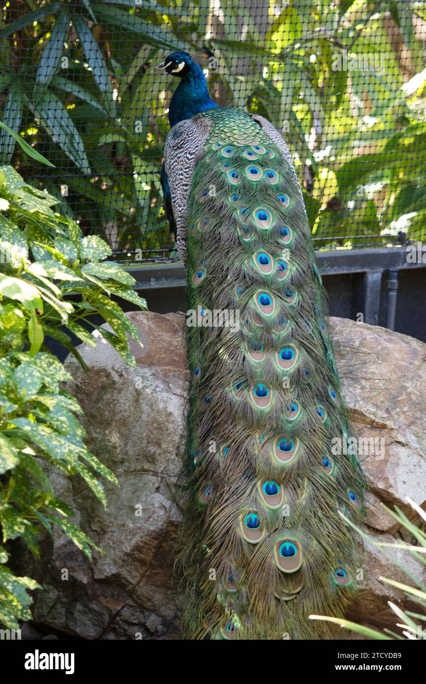 Peacocks are large, colorful blue pheasants known for their iridescent ...
