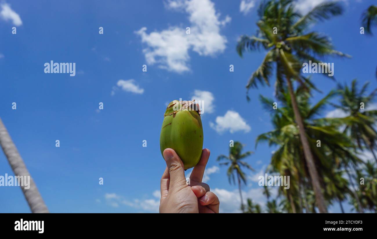close up hand holding a small coconut on the beach close to the sea ...
