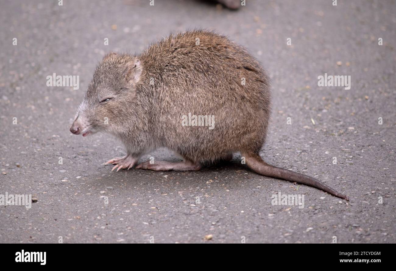 Long-nosed Potoroos have a long nose that tapers with a small patch of ...