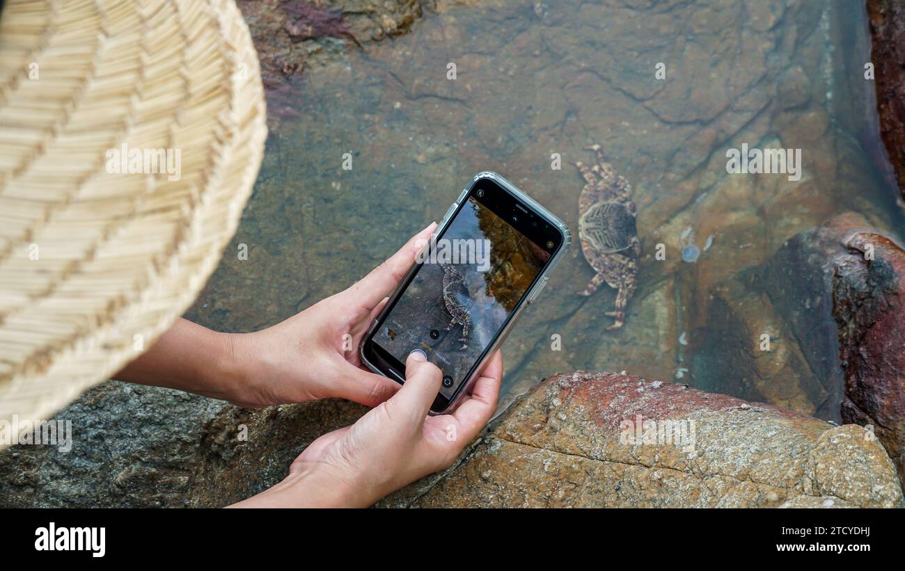 Hands taking pictures of live crab on a smartphone. Funny little crab ...
