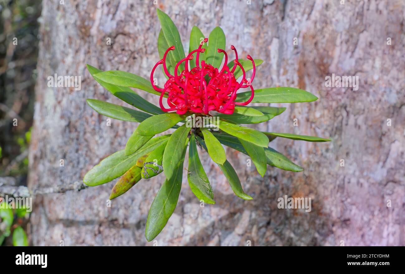 Waratah flower hi-res stock photography and images - Alamy