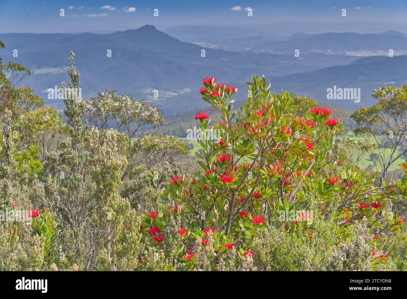 Tasmanian waratah flower hi-res stock photography and images - Alamy
