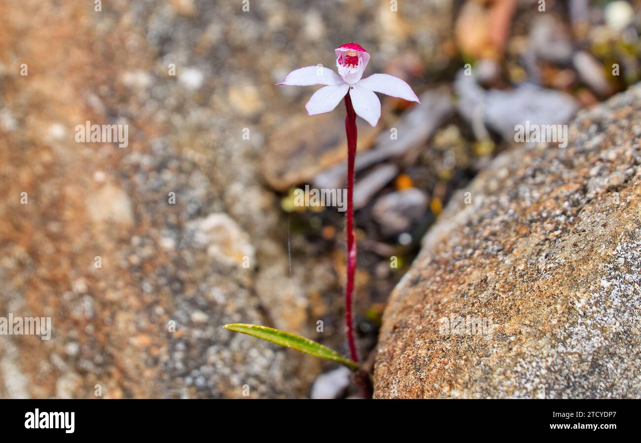 Native to tasmania hi-res stock photography and images - Alamy
