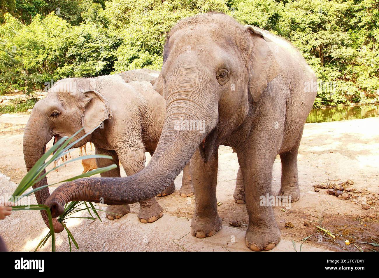 Elephant feeding trees hi-res stock photography and images - Alamy