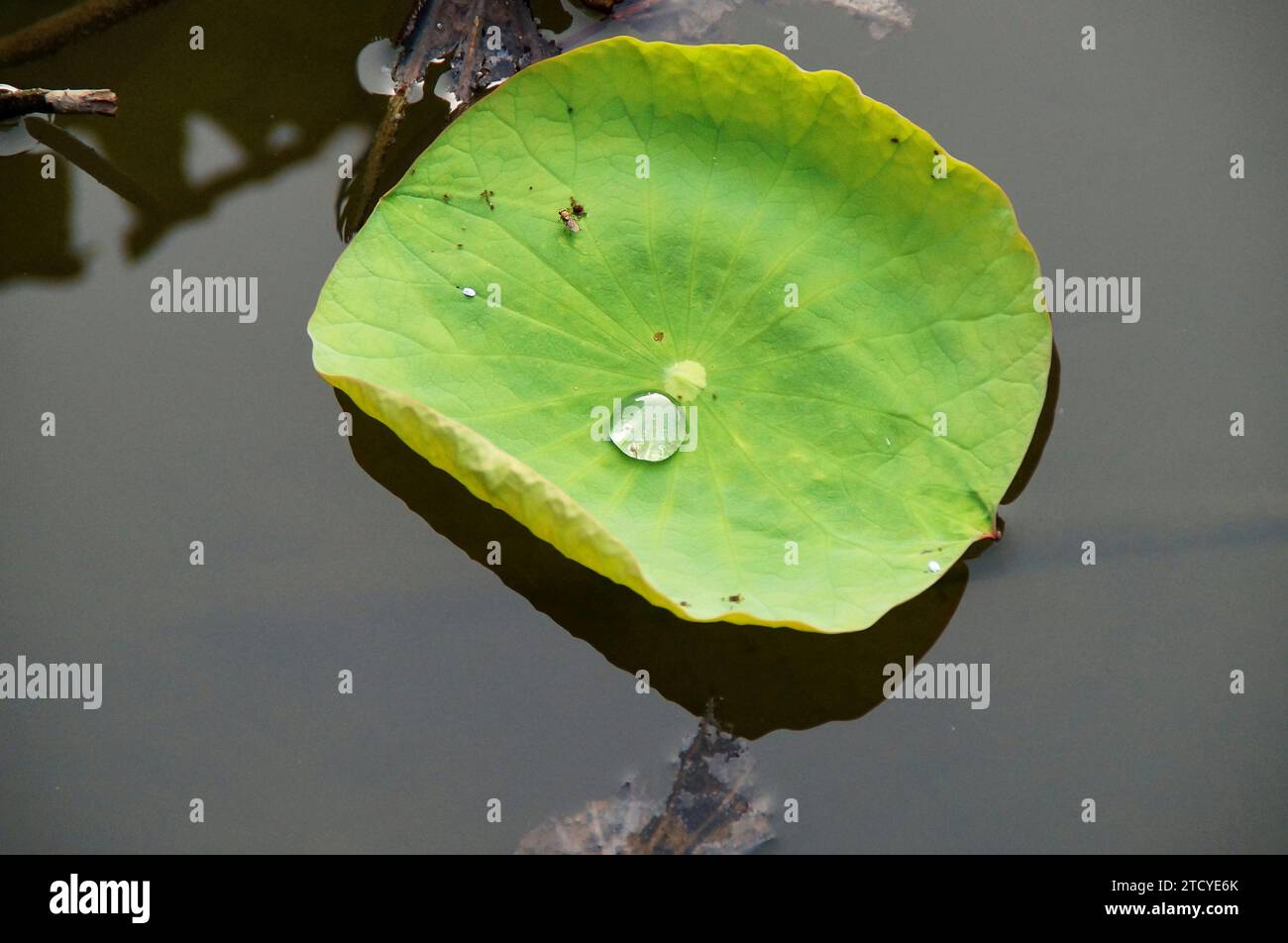 Insect make a water bubble hi-res stock photography and images - Alamy