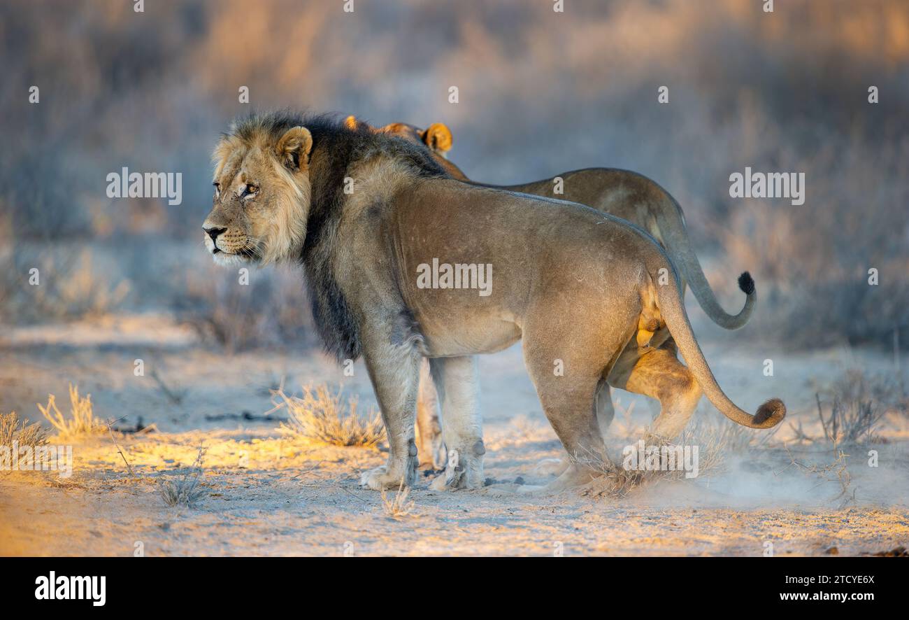 Lion (Panthera leo) Kgalagadi Transfrontier Park, South Africa Stock ...