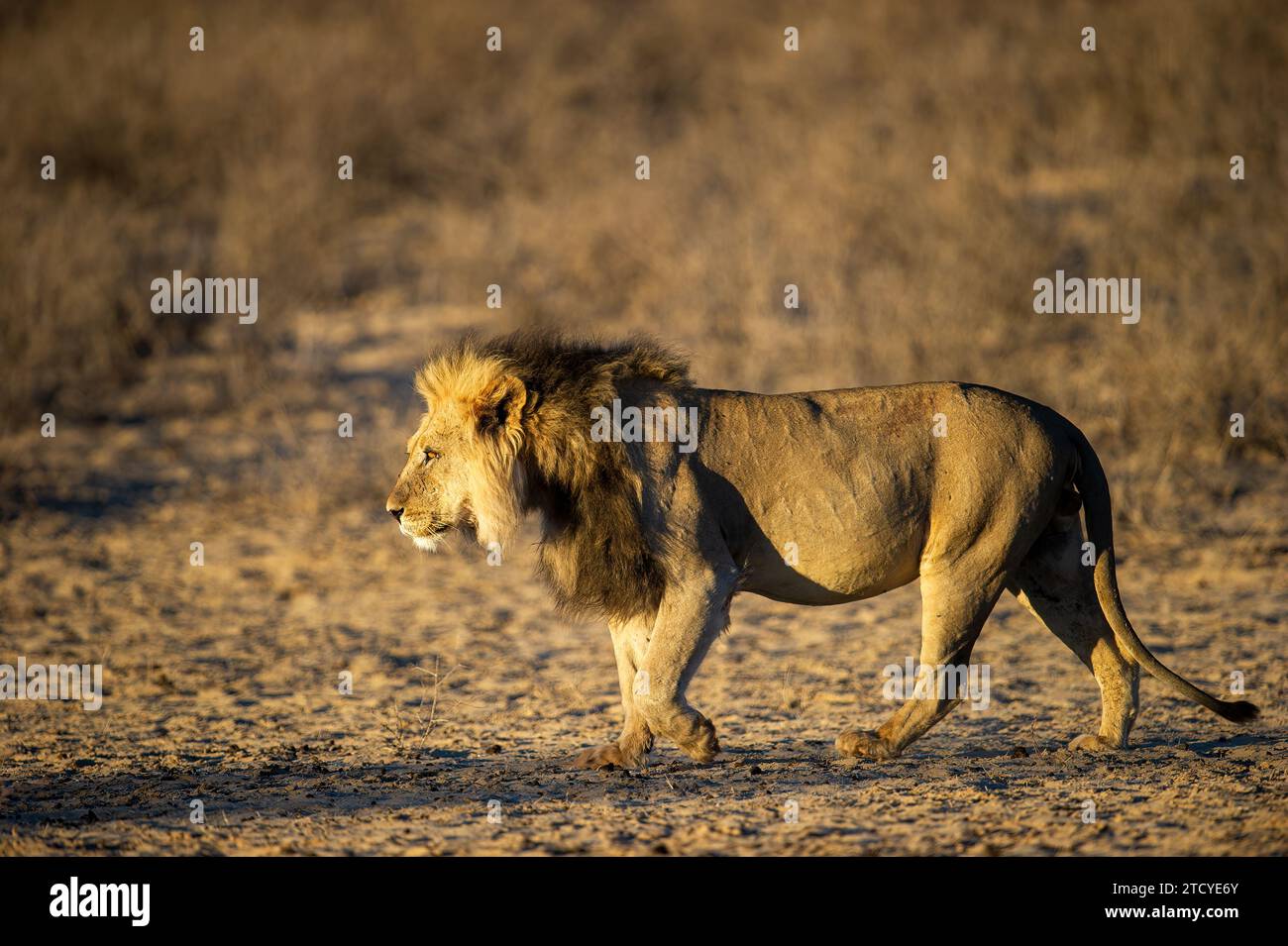Lion (Panthera leo) Kgalagadi Transfrontier Park, South Africa Stock ...