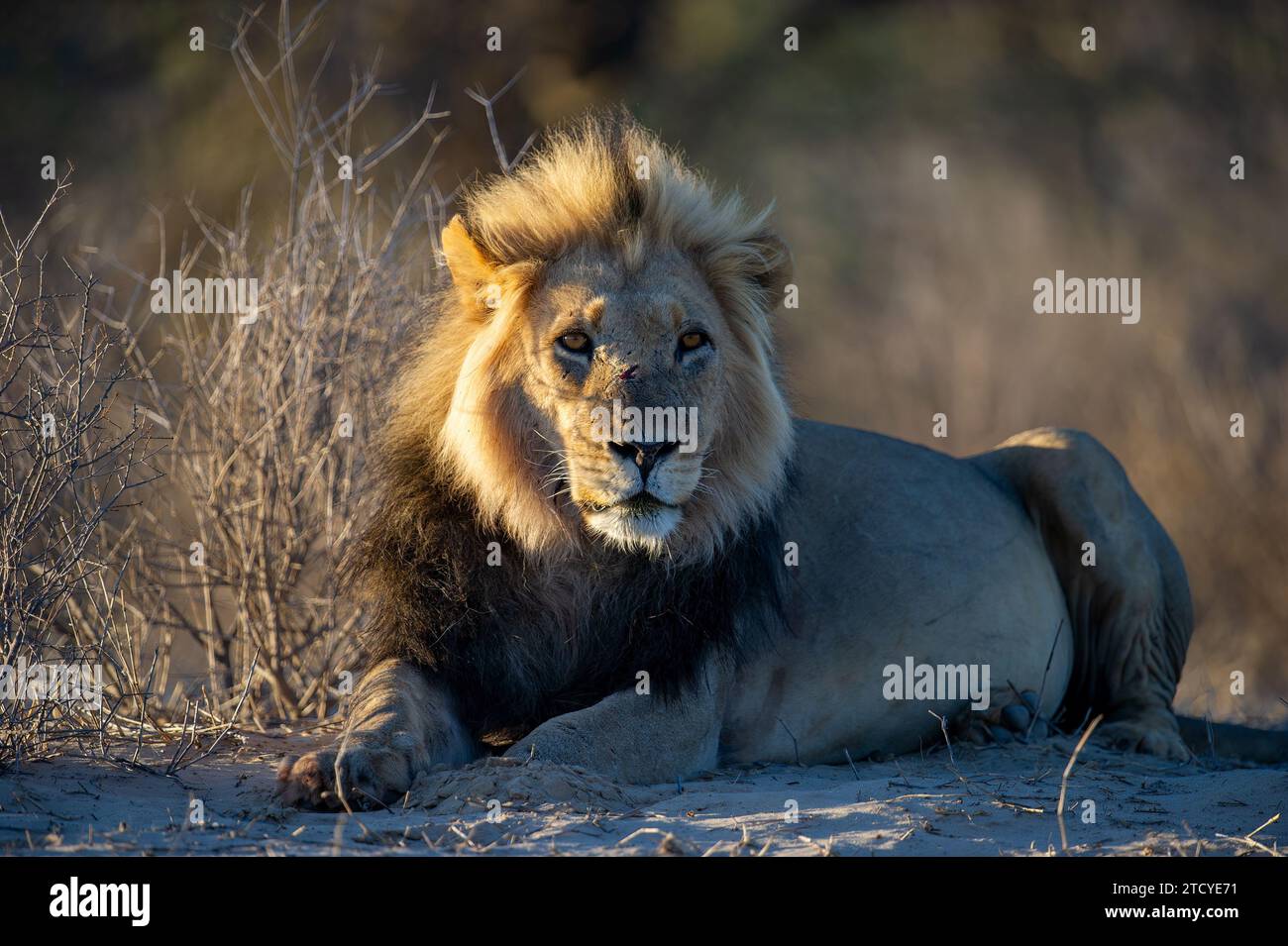 Lion (Panthera leo) Kgalagadi Transfrontier Park, South Africa Stock ...