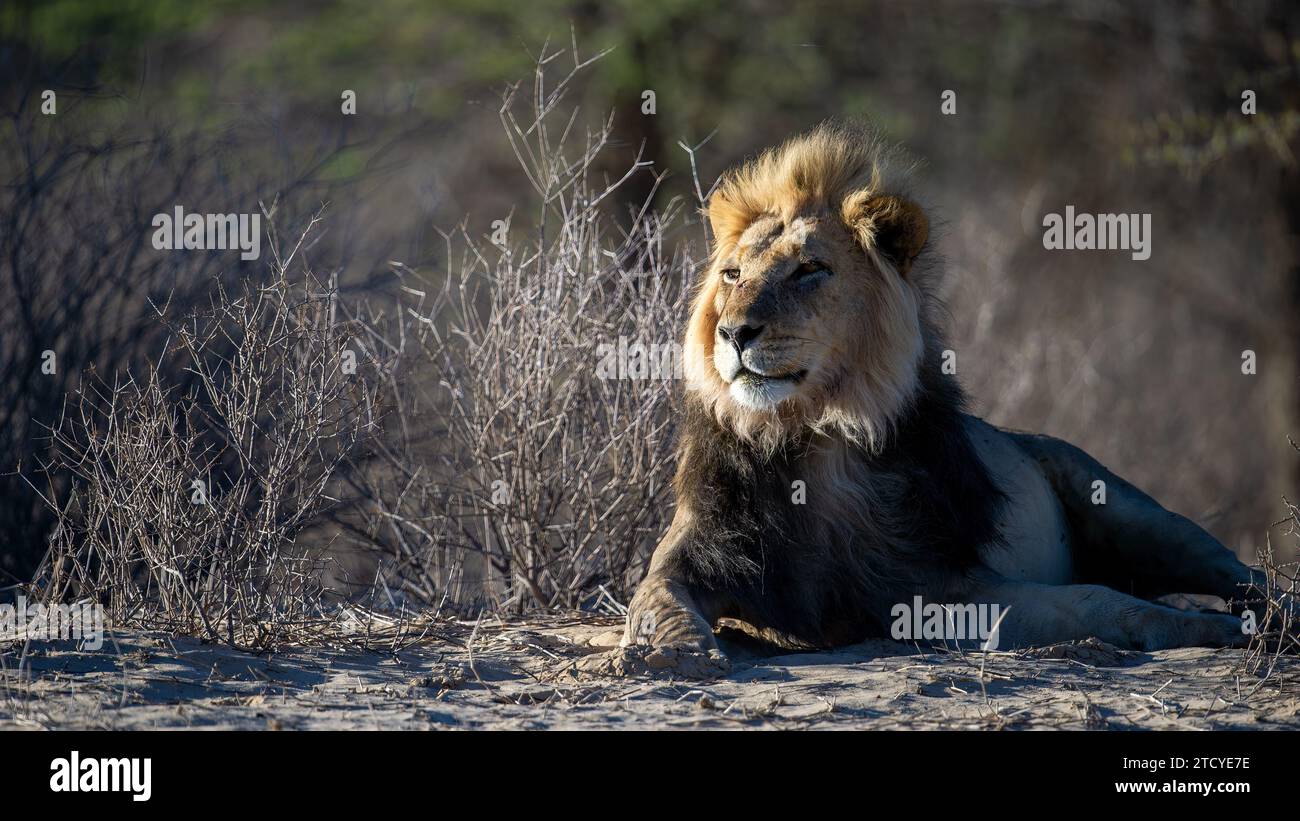 Lion (Panthera leo) Kgalagadi Transfrontier Park, South Africa Stock ...