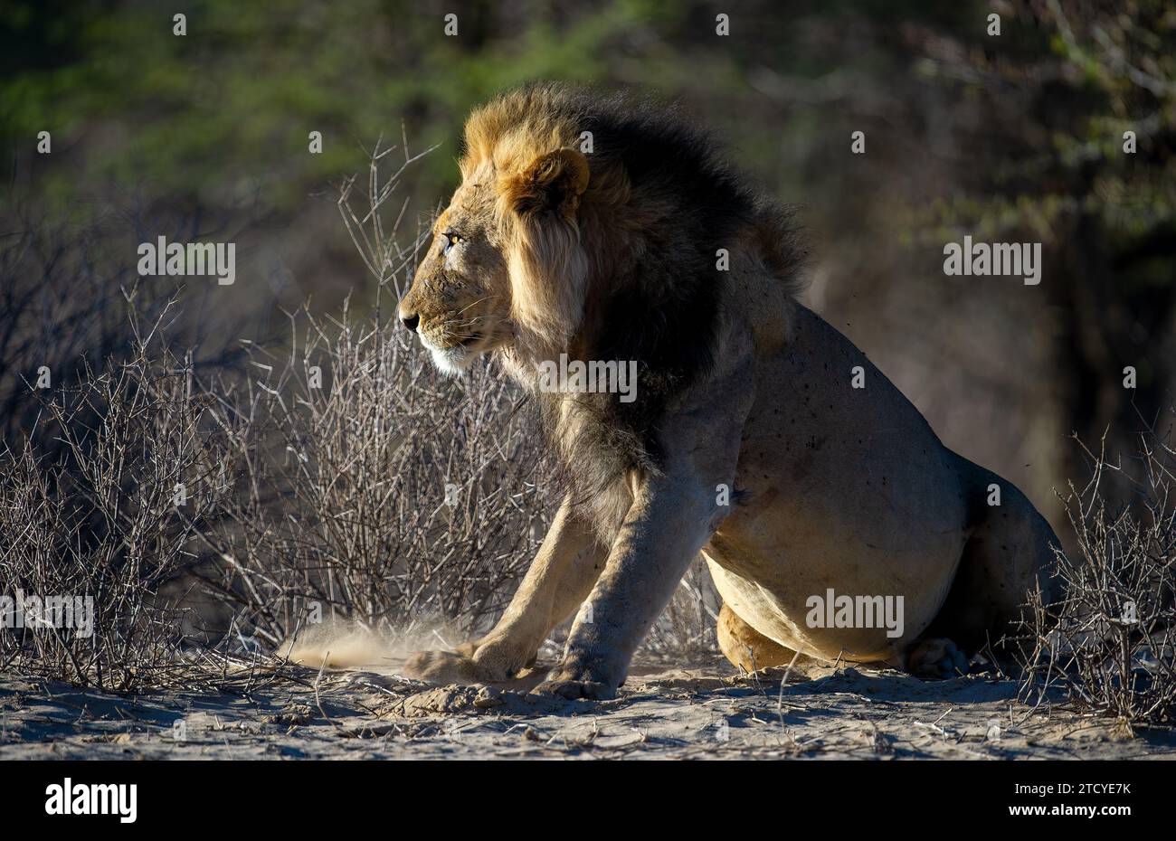 Lion (Panthera leo) Kgalagadi Transfrontier Park, South Africa Stock ...