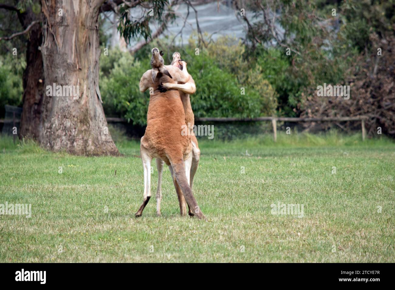 Kangaroo Fighting Human