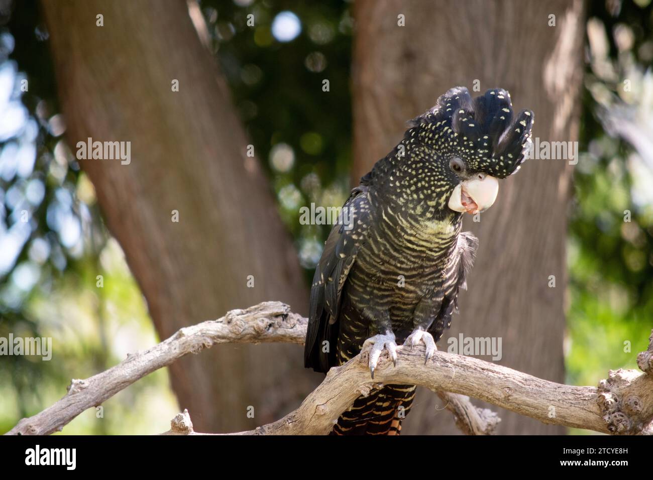 the female red tailed black cockatoo is black a black bird with yellow ...