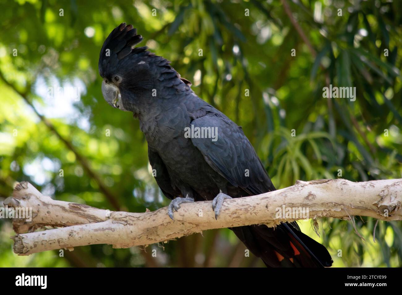 the Male Red-tailed Black Cockatoos are black with two vibrant red ...