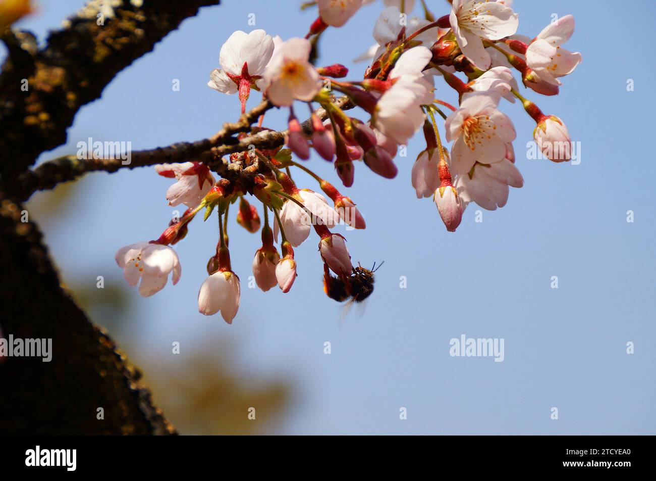 Buds on cherry tree hi-res stock photography and images - Alamy