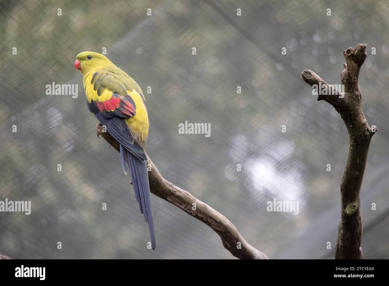 The female regent parrot is all light green. It has yellow shoulder ...
