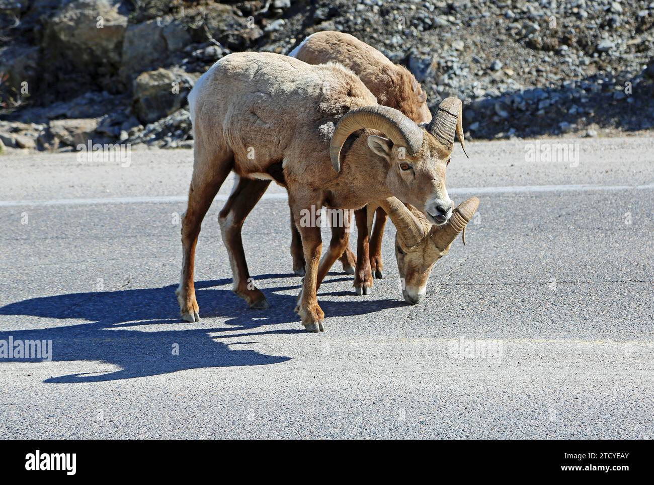 Bighorn sheep crossing the road - Jasper NP, Canada Stock Photo - Alamy