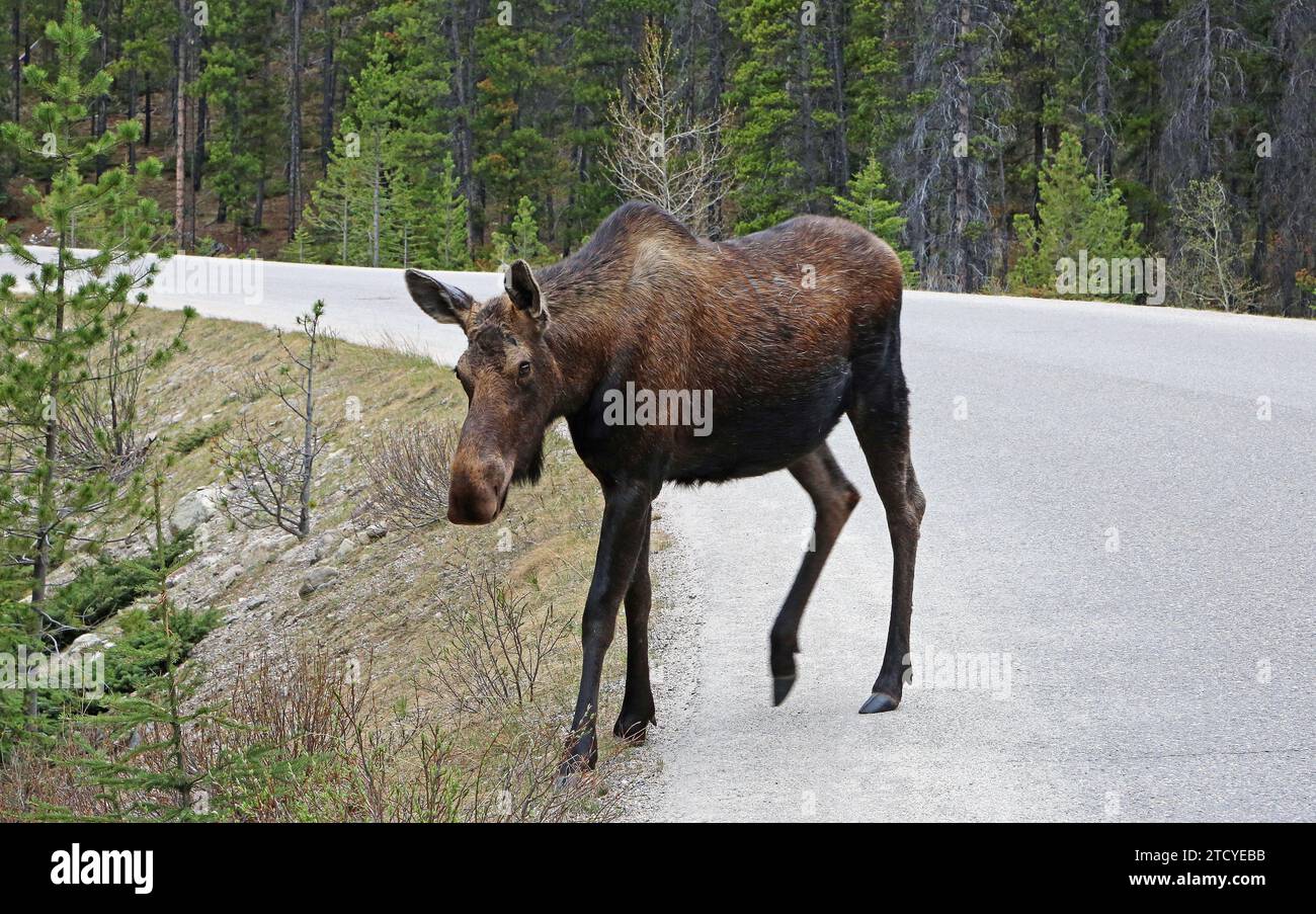 Female moose hi-res stock photography and images - Alamy