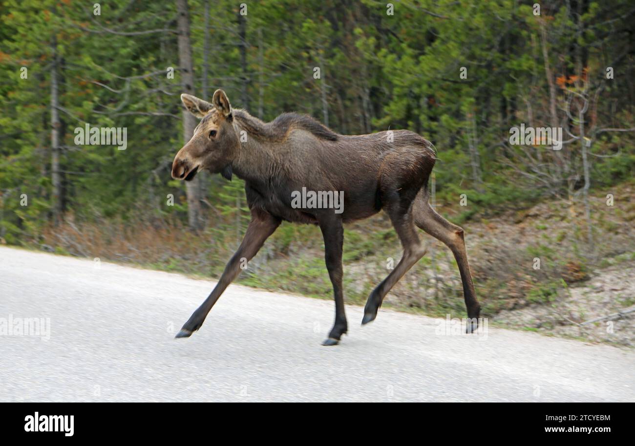 Female moose hi-res stock photography and images - Alamy