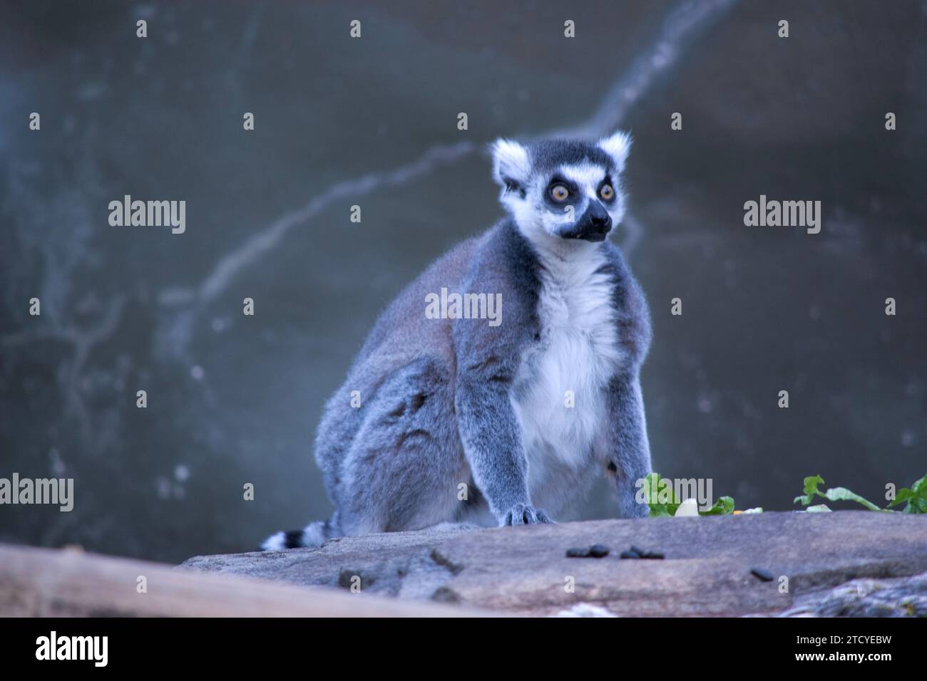 Ring-tailed lemur backs are grey to rosy brown with grey limbs and dark ...