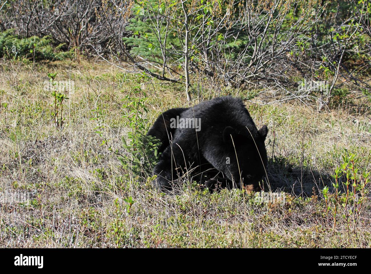 Bear under tree hi-res stock photography and images - Alamy