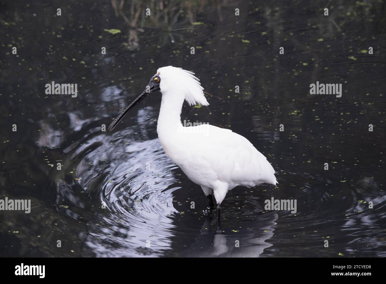 The royal spoonbill is a large white sea bird with a black bill that ...