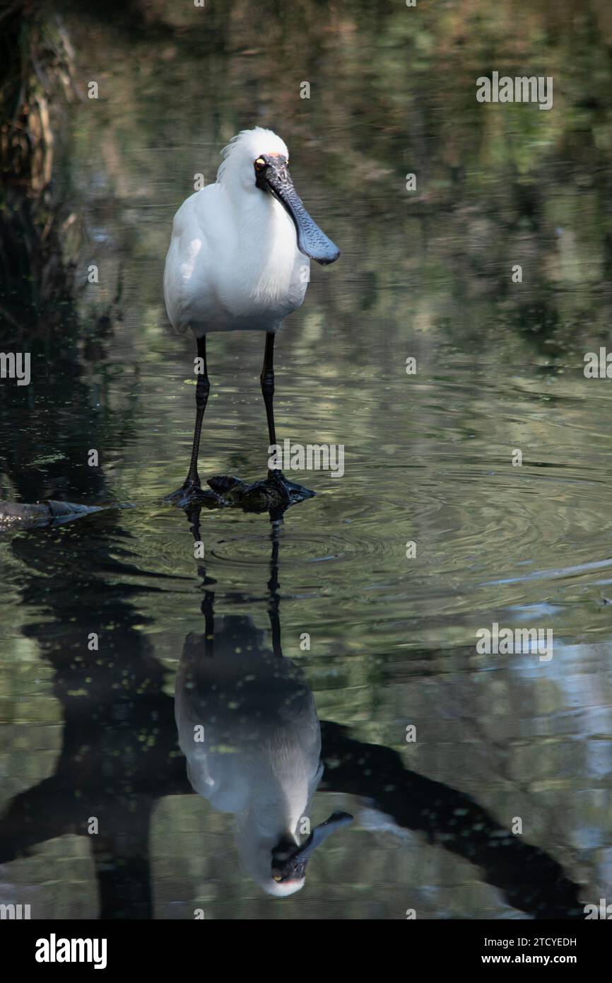The royal spoonbill is a large white sea bird with a black bill that ...
