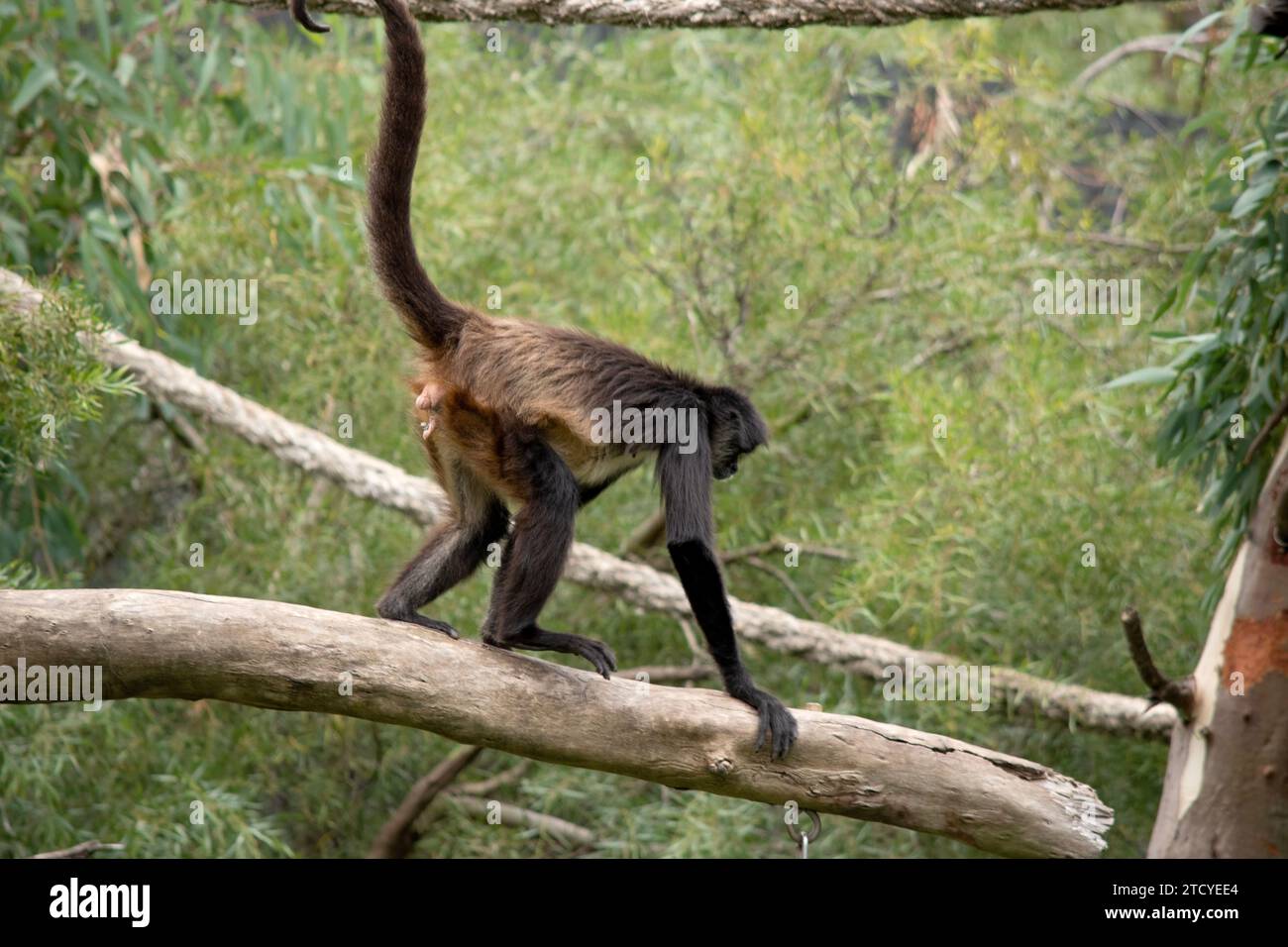 The spider monkey has thumbless hands, this lanky potbellied primate ...