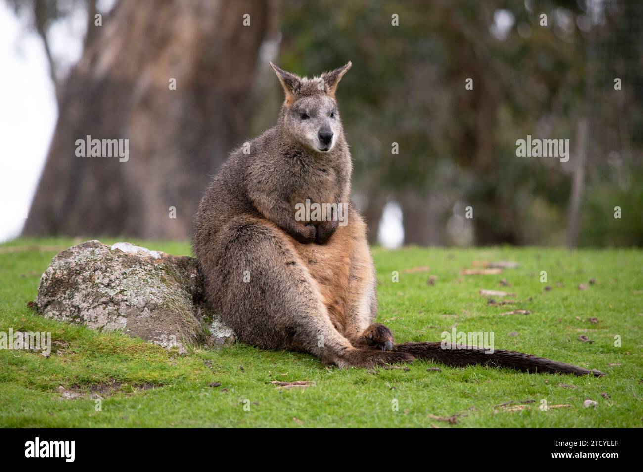 the swamp wallaby has a brown and grey back with a grey face and a long ...