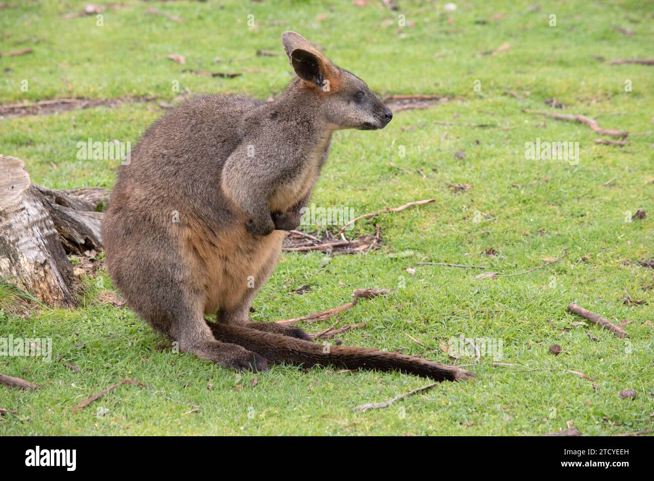 The swamp wallaby has dark brown fur, often with lighter rusty patches ...
