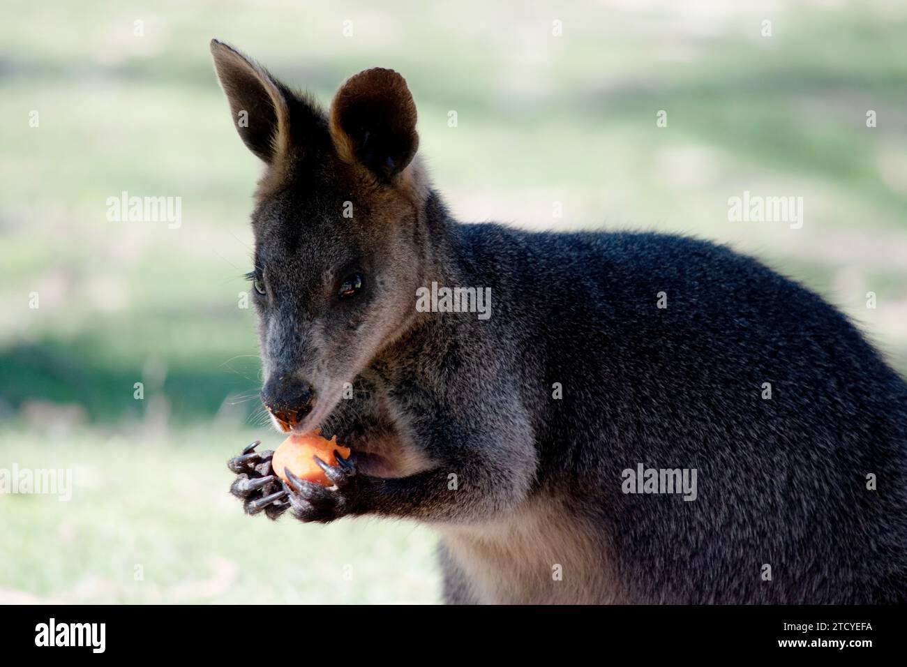 The swamp wallaby has dark brown fur, often with lighter rusty patches ...