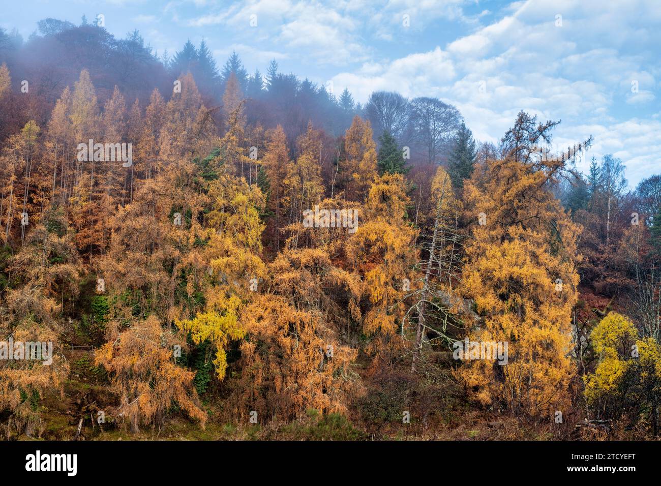Larix. Late autumn larch trees along the river spey. Craigellachie ...