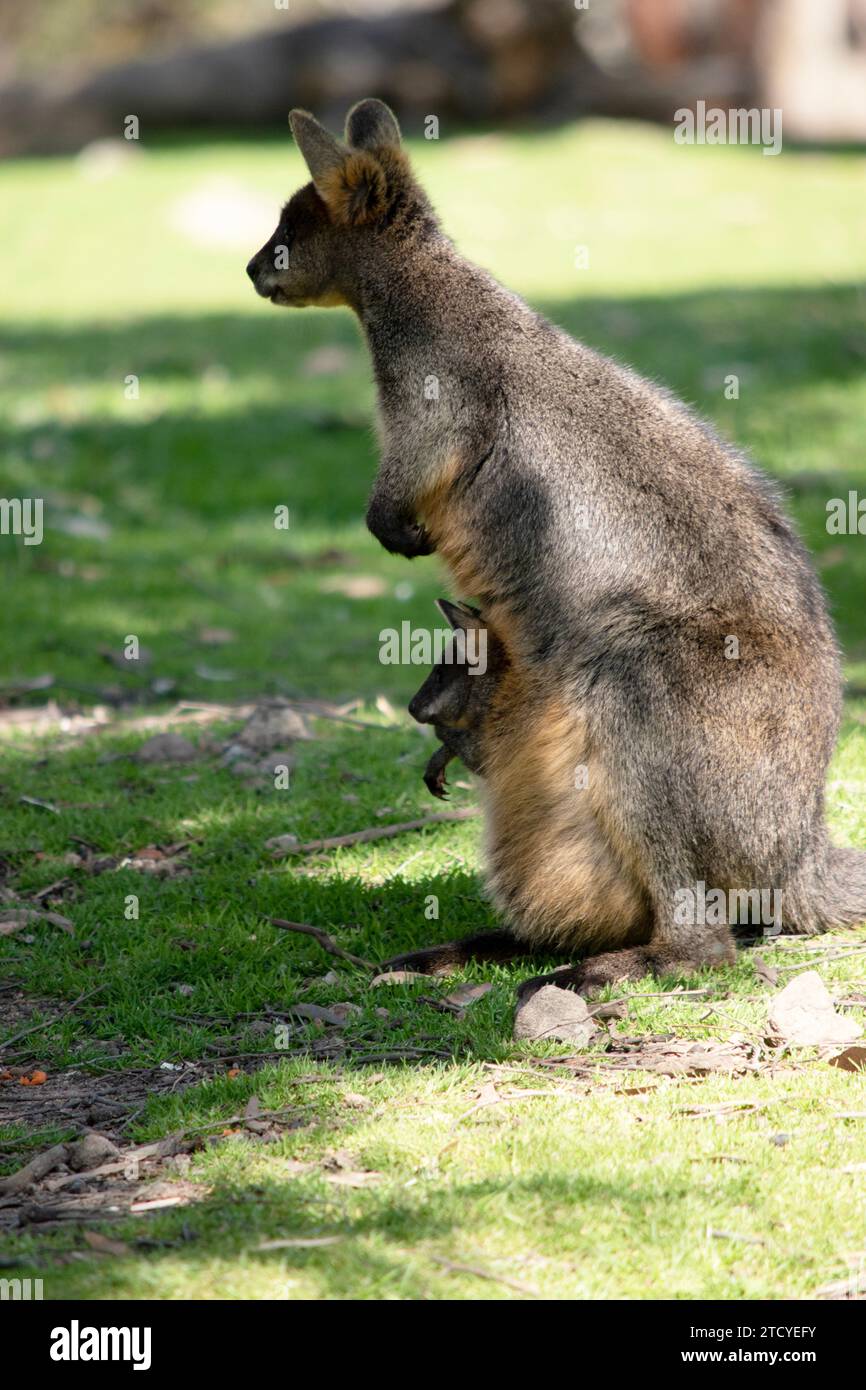 The swamp wallaby has dark brown fur, often with lighter rusty patches ...