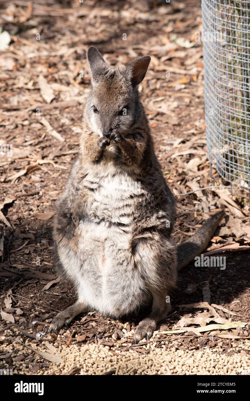 the tammar wallaby has dark greyish upperparts with a paler underside ...