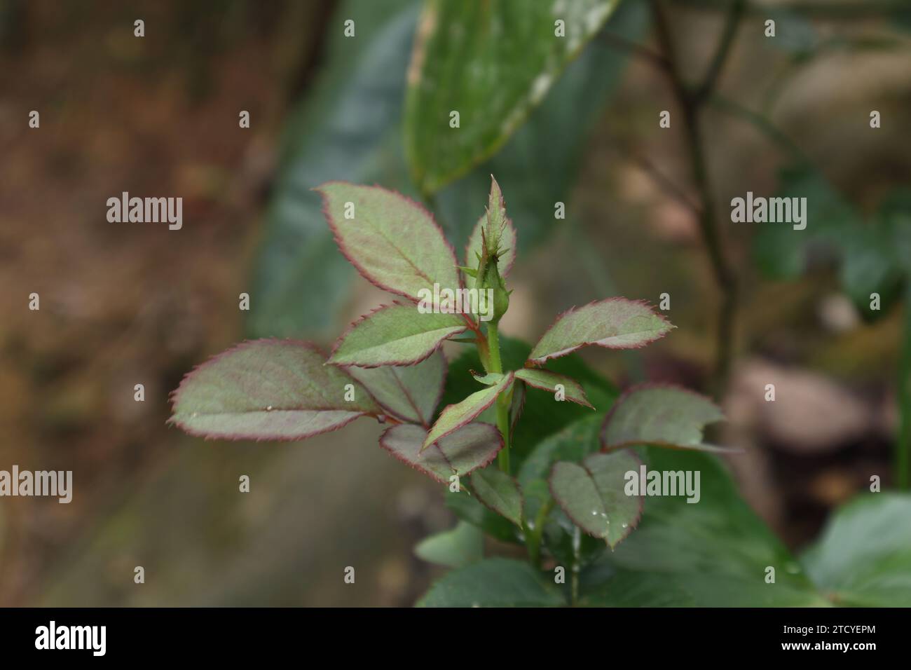 Immature rose leaves hi-res stock photography and images - Alamy