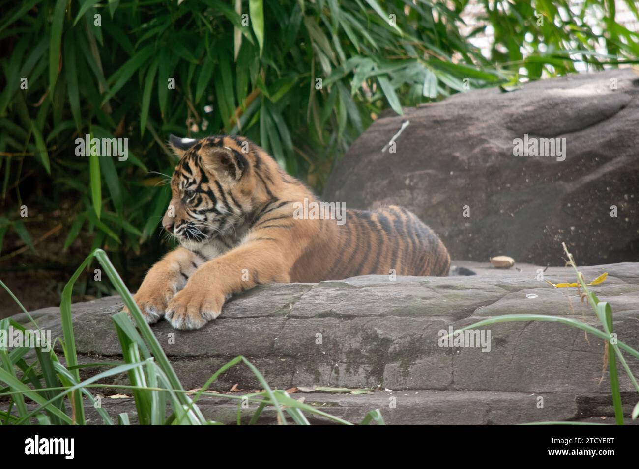 Tiger cubs are born small, blind, and weak. They're born with all their ...