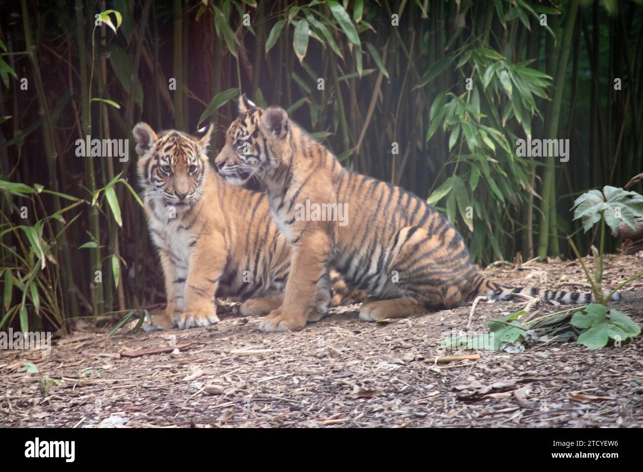 Tiger cubs are born small, blind, and weak. They're born with all their ...