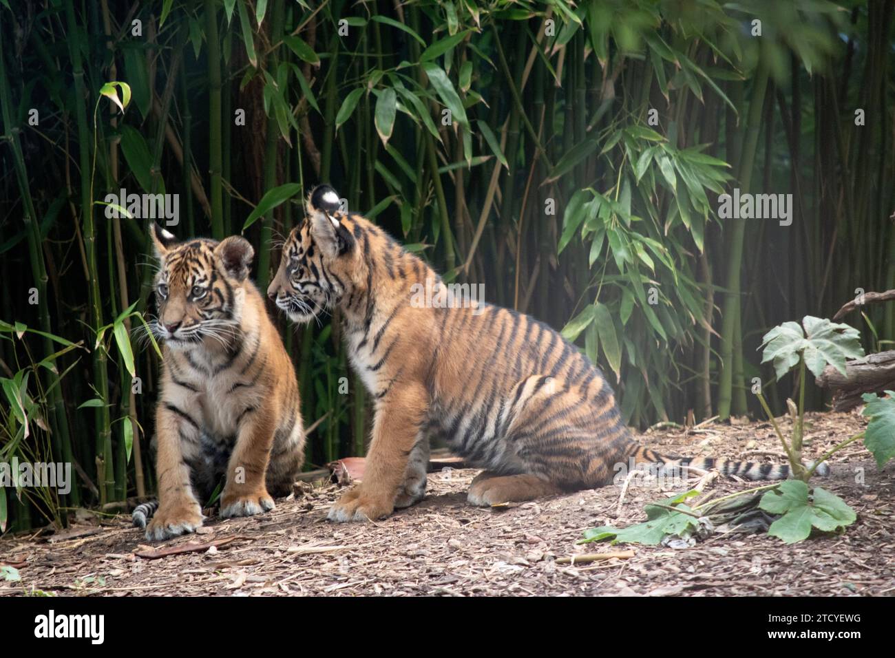 Tiger cubs are born small, blind, and weak. They're born with all their ...