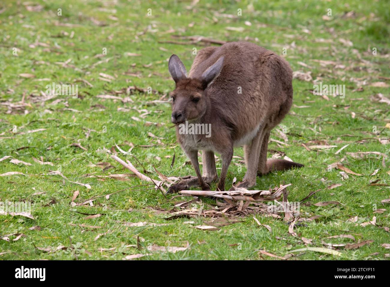 Western grey kangaroos have short hair, powerful hind legs, small ...
