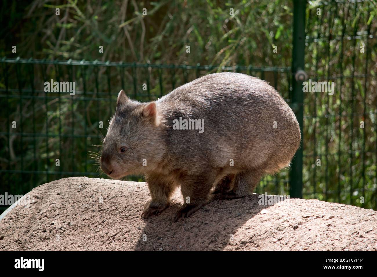 the common wombat has a large, blunt head with small eyes and ears, and ...