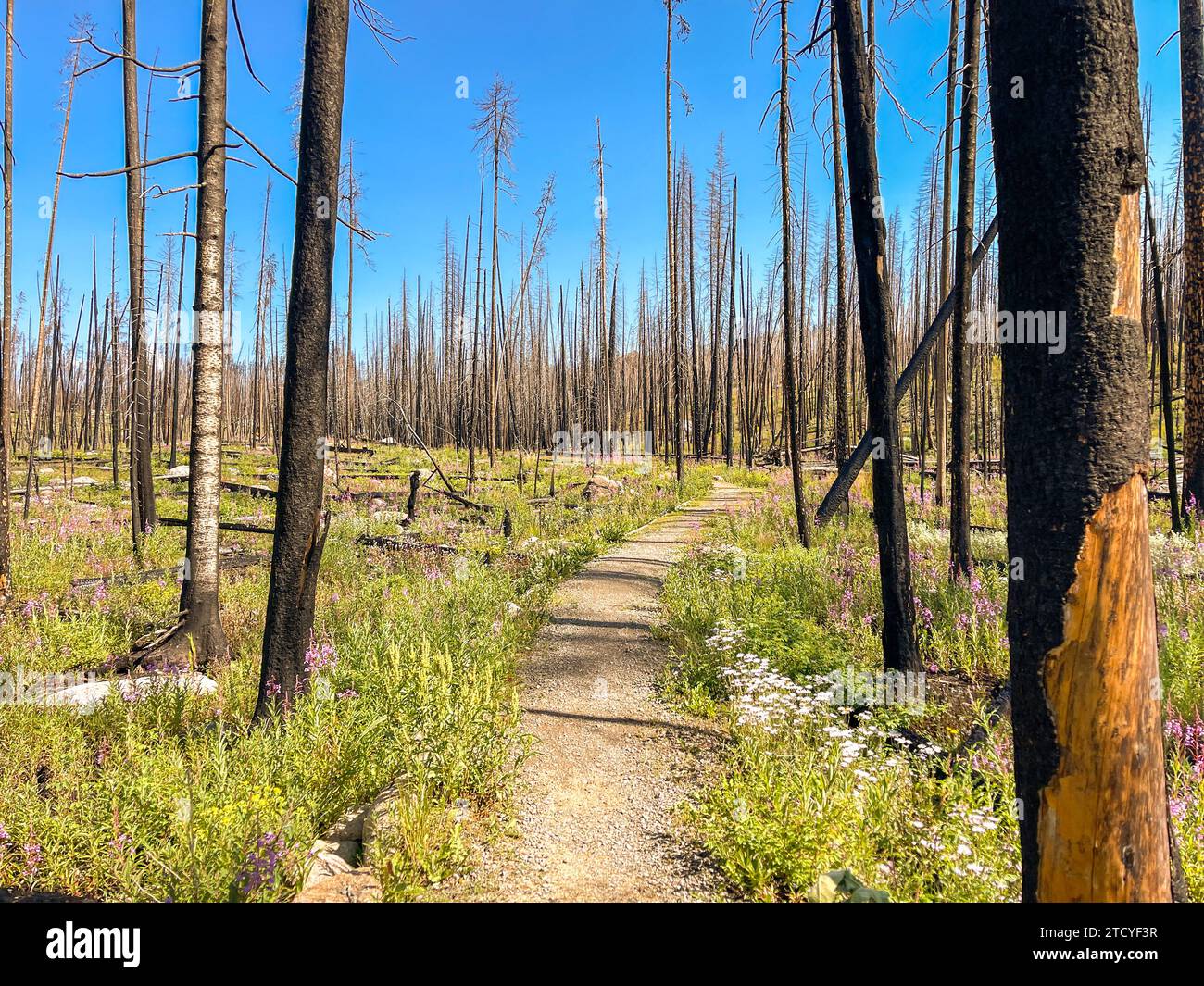 A trail winds through a recovering burnt forest blooming with ...