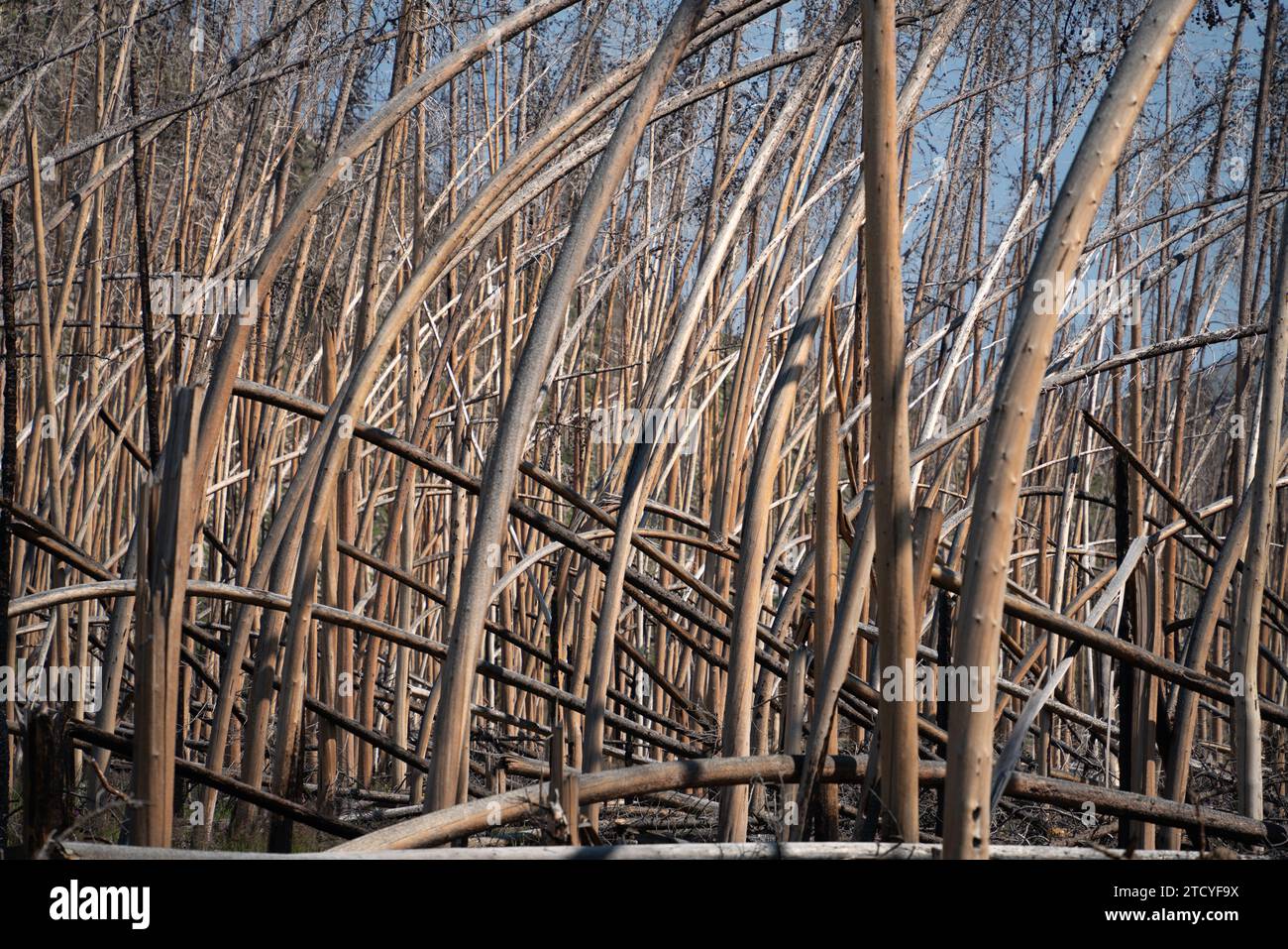 The stark beauty of a burnt forest stands as a somber reminder of ...