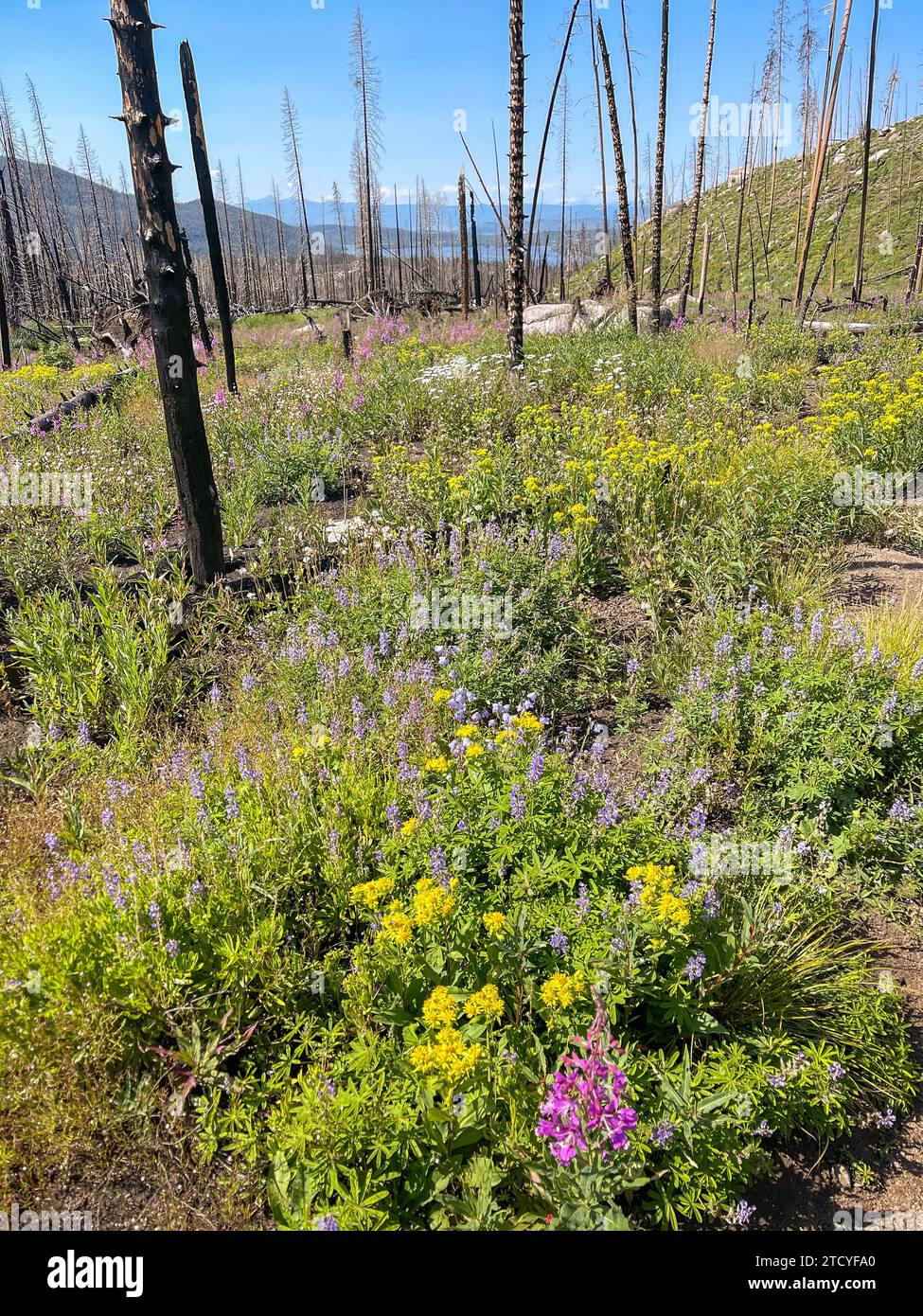 Fireweed accents the regrowth in a wildfire-scarred forest at Rocky ...