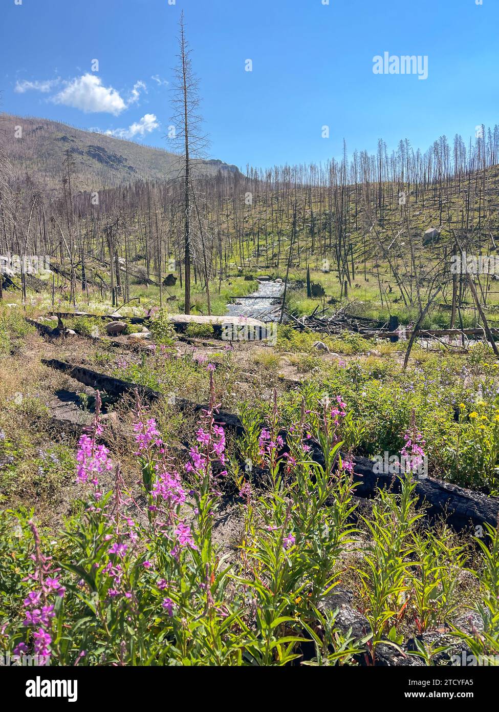 Recovering natural habitat hi-res stock photography and images - Alamy