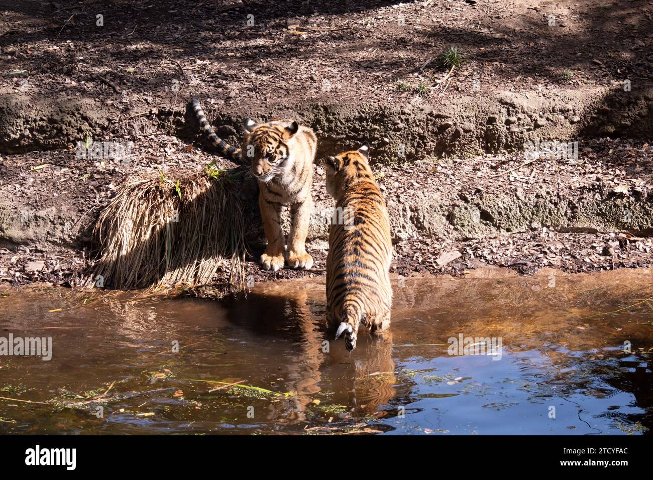 Young tigers have a coat of golden fur with dark stripes, the tiger is ...