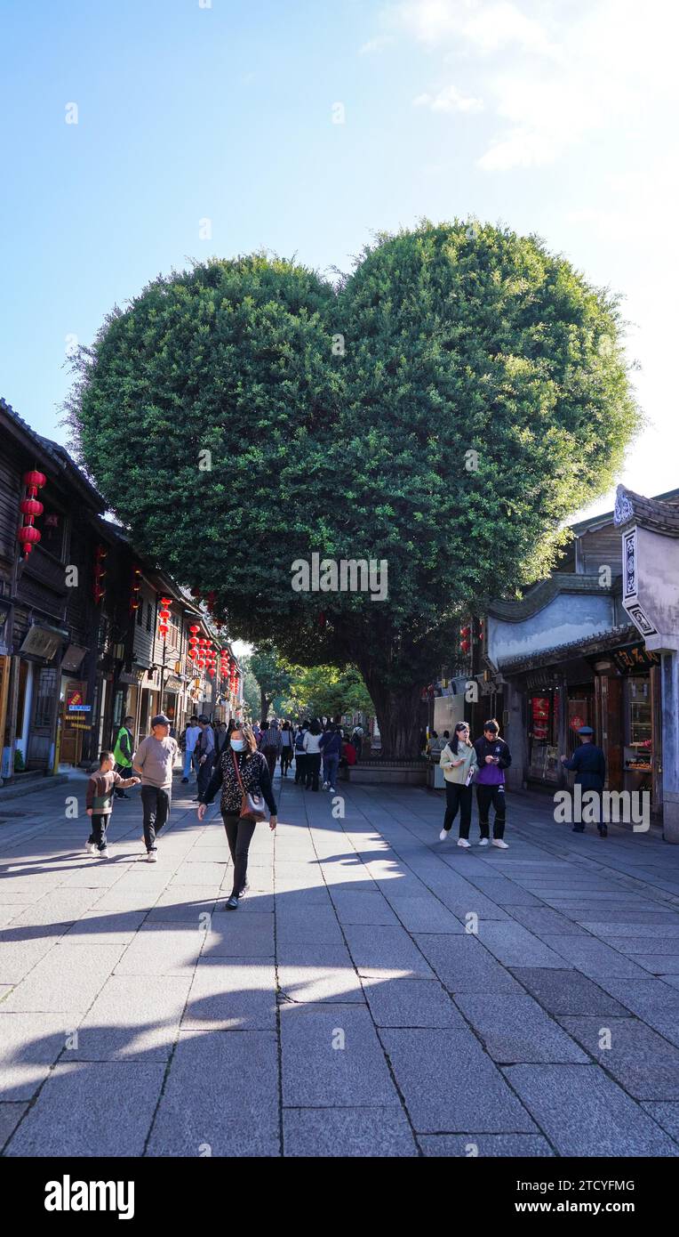 A banyan tree resembling the shape of a heart at Sanfang Qixiang draws ...