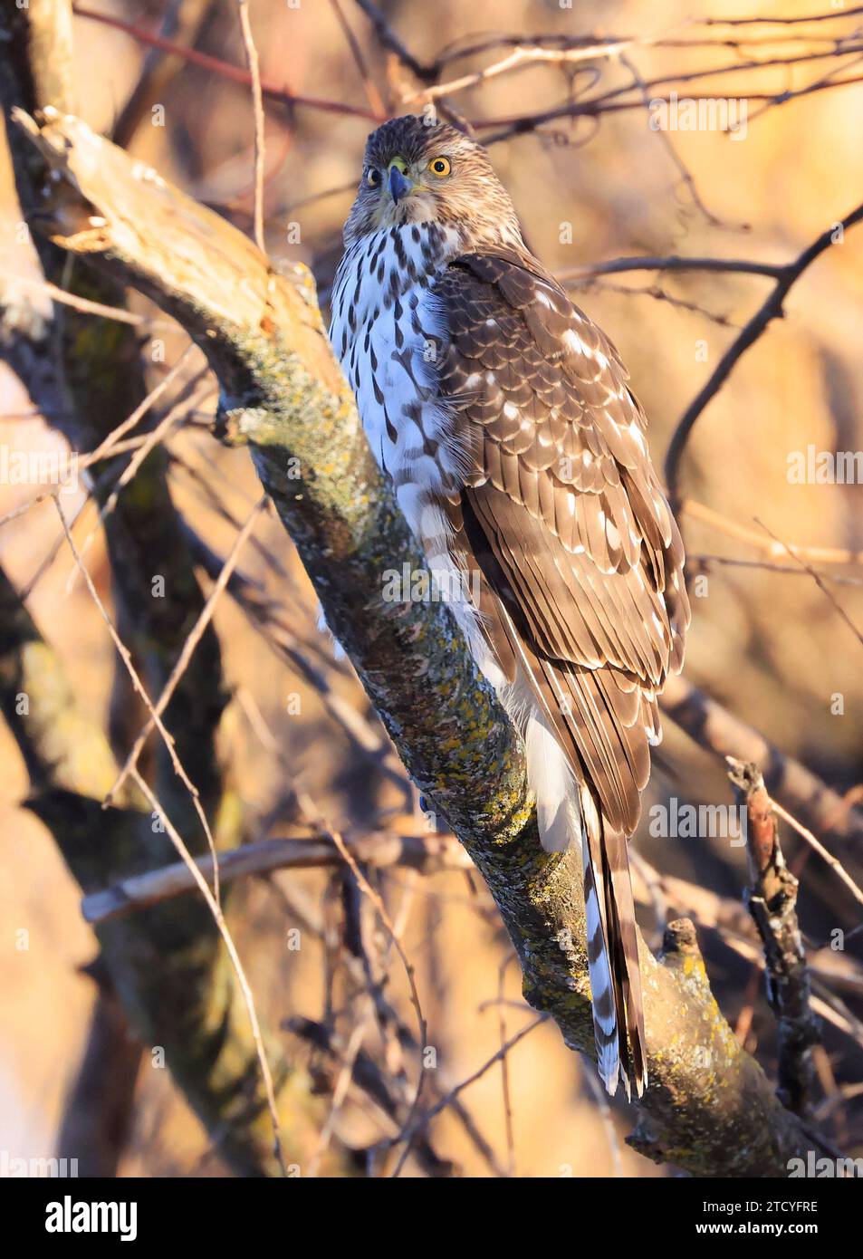 Cooper's hawk perching on a tree branch with golden background, Quebec ...