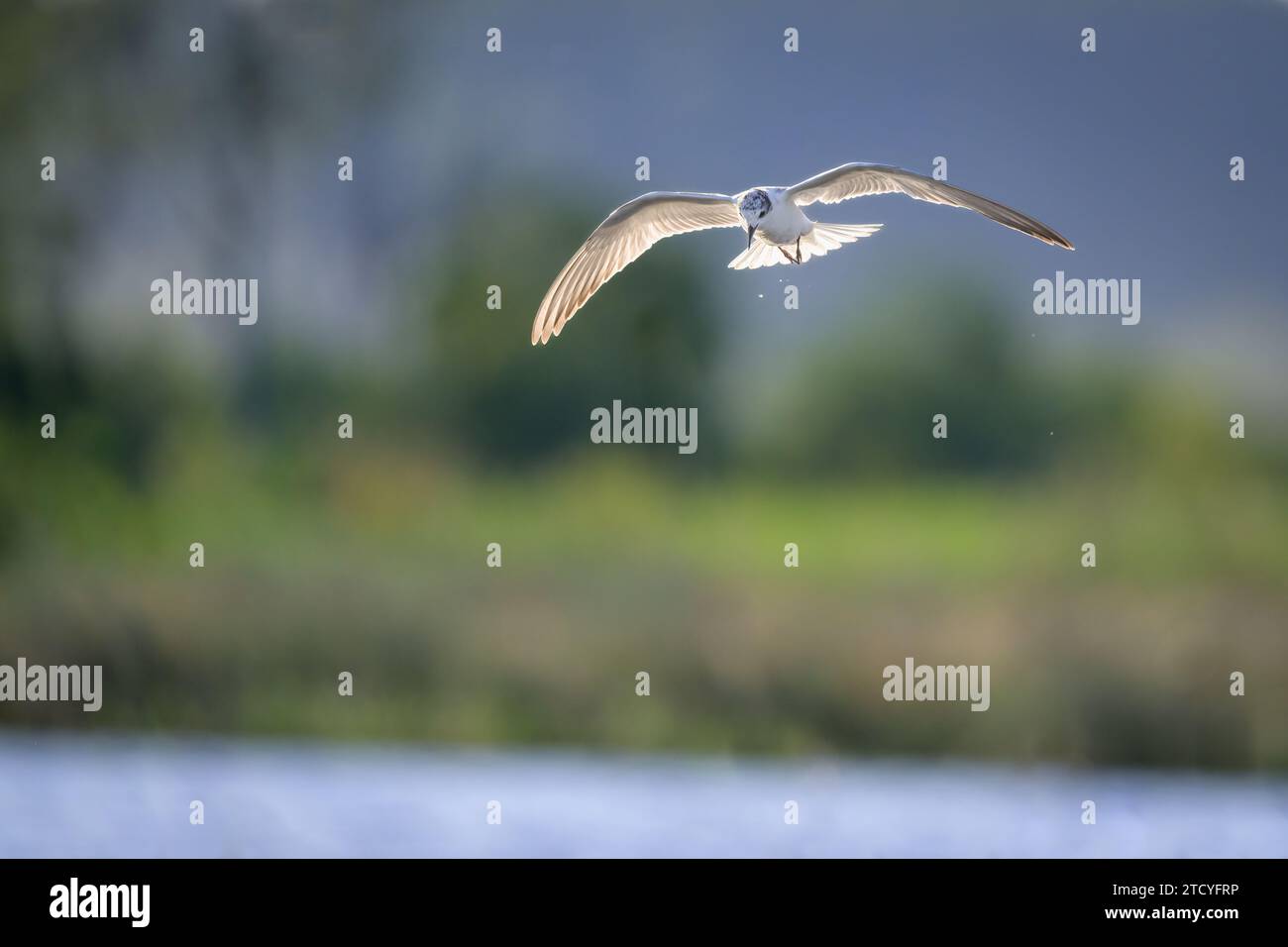 A non-breeding Whiskered Tern flying over the wetland marshes of St ...