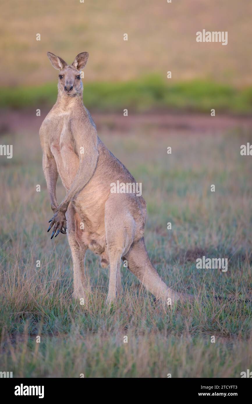 A large muscular, male Eastern Grey kangaroo stands impressively tall ...