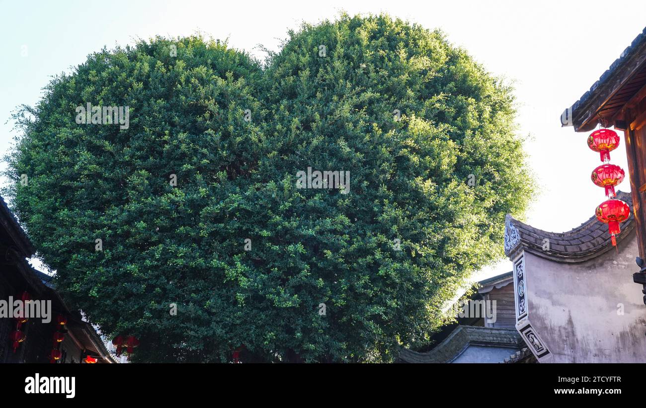 A banyan tree resembling the shape of a heart at Sanfang Qixiang draws ...